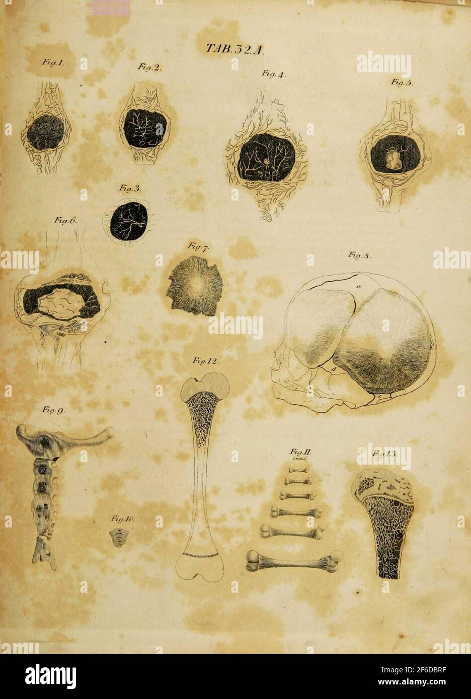 Victorian anatomical drawing hi-res stock photography and images - Alamy