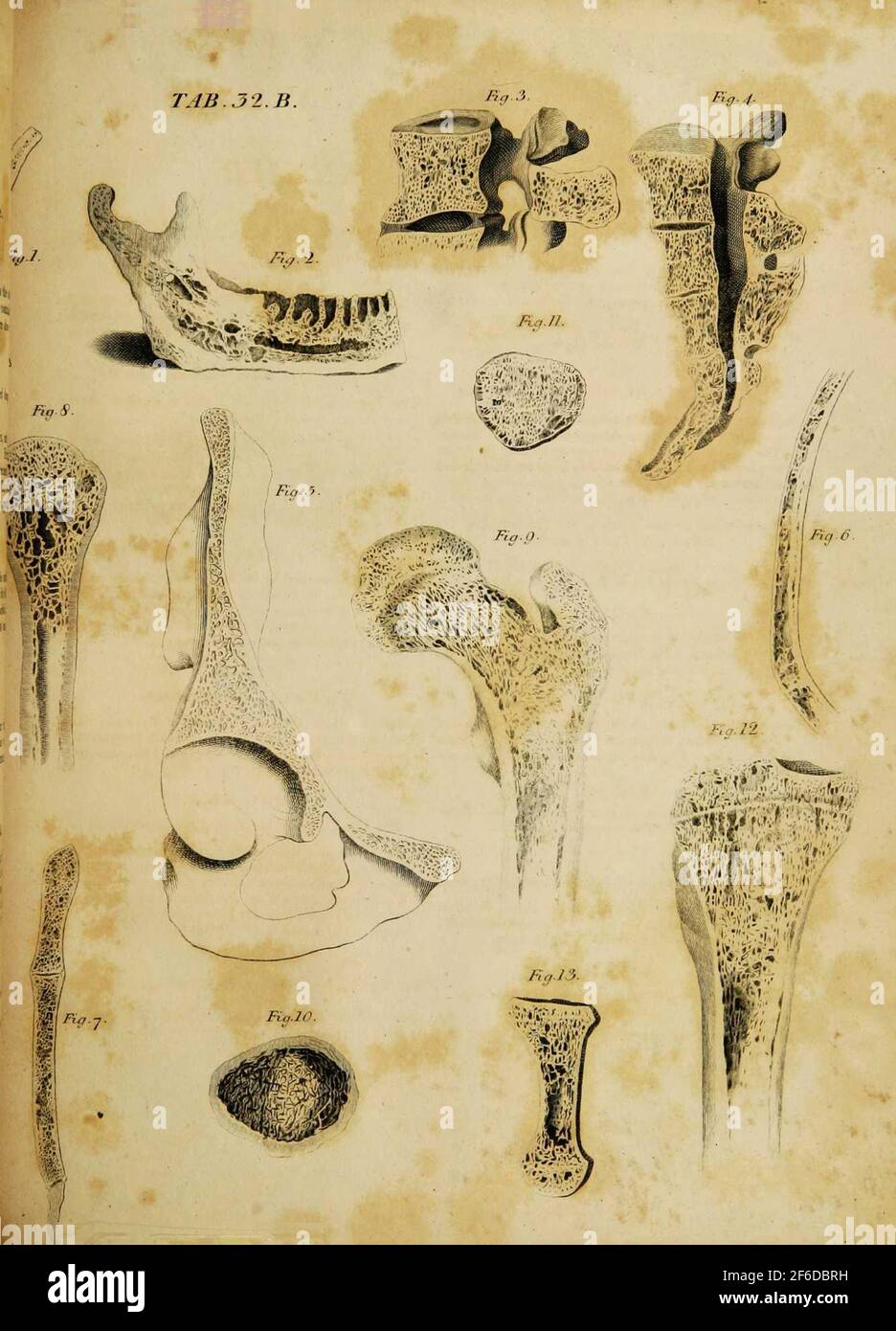 Victorian anatomical drawing hi-res stock photography and images - Alamy