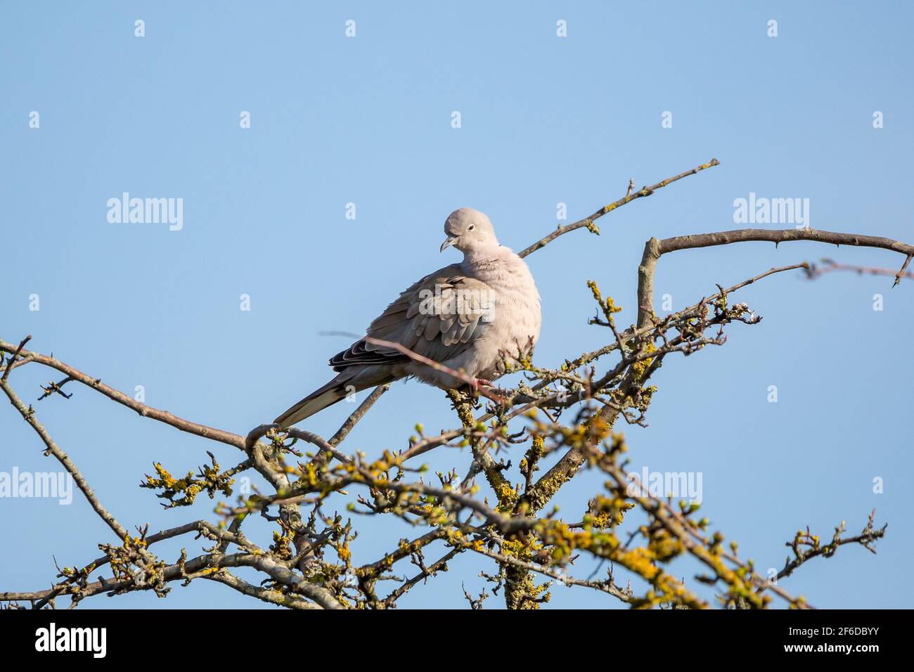 Wild collared dove hi-res stock photography and images - Alamy