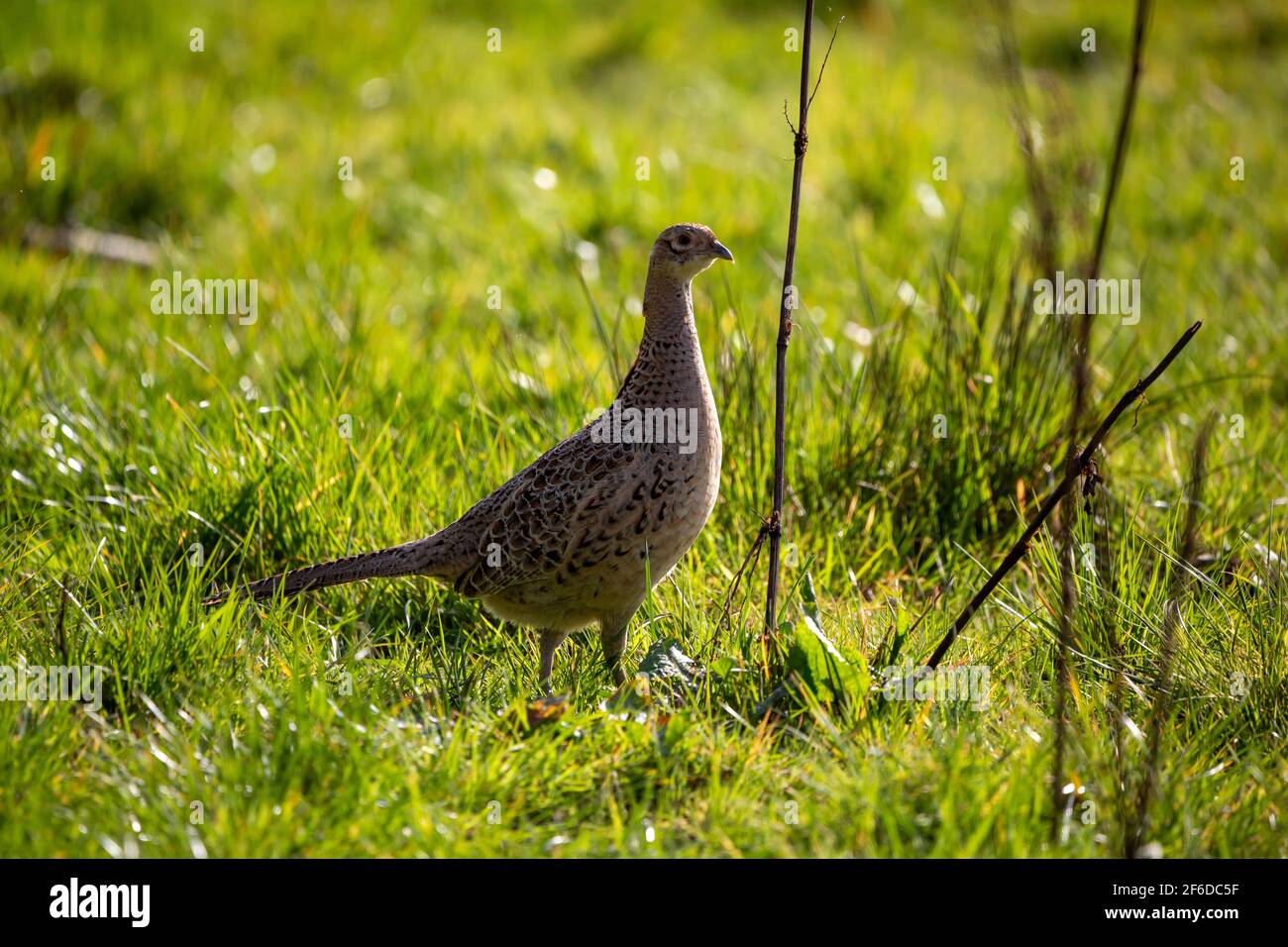 Female pheasant hi-res stock photography and images - Alamy