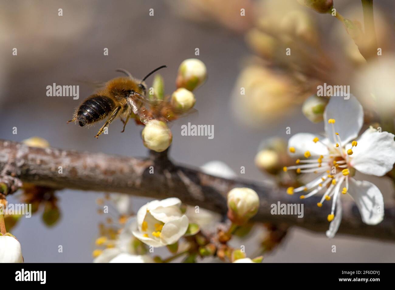 Honey bee collecting bee pollen from white blossom. Bee collecting ...