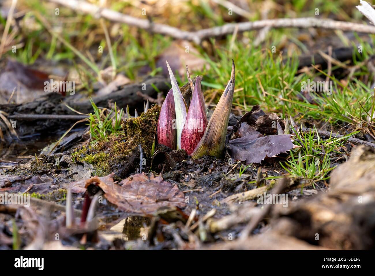 Skunk cabbage (Symplocarpus foetidus) is one of the first native plants ...