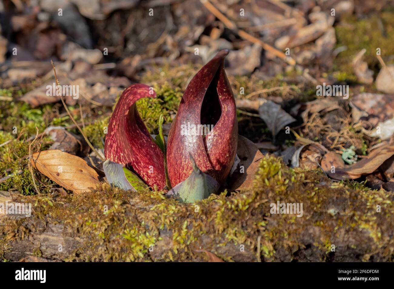 Skunk cabbage (Symplocarpus foetidus) is one of the first native plants ...