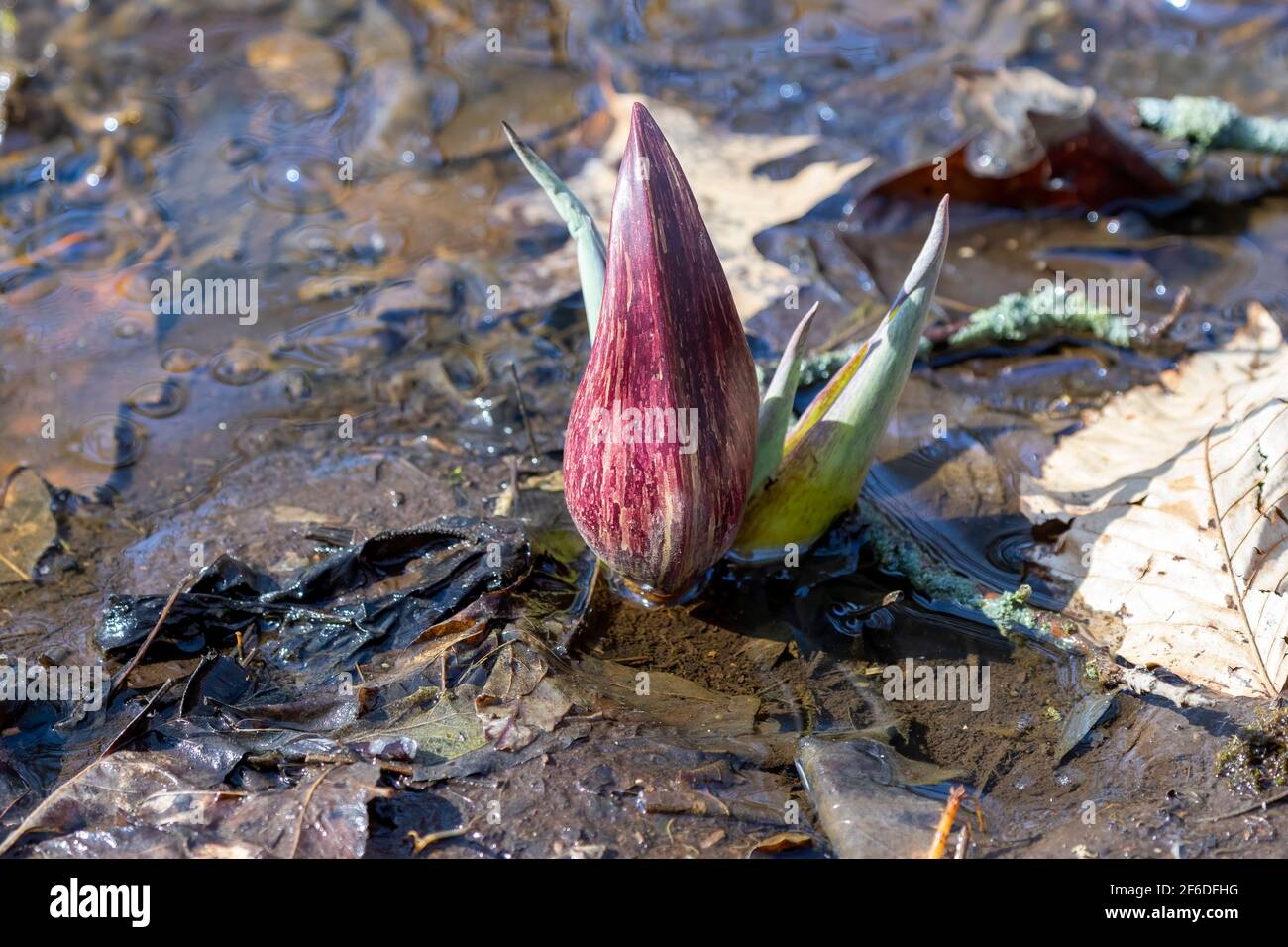 Skunk cabbage (Symplocarpus foetidus) is one of the first native plants ...