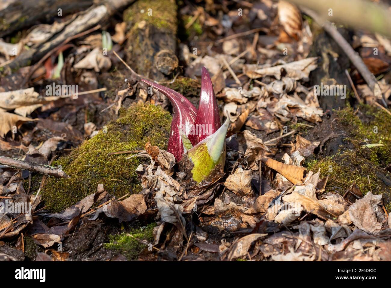 Skunk cabbage (Symplocarpus foetidus) is one of the first native plants ...