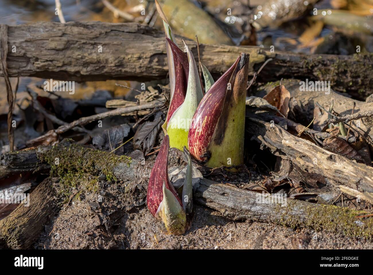 Skunk cabbage (Symplocarpus foetidus) is one of the first native plants ...