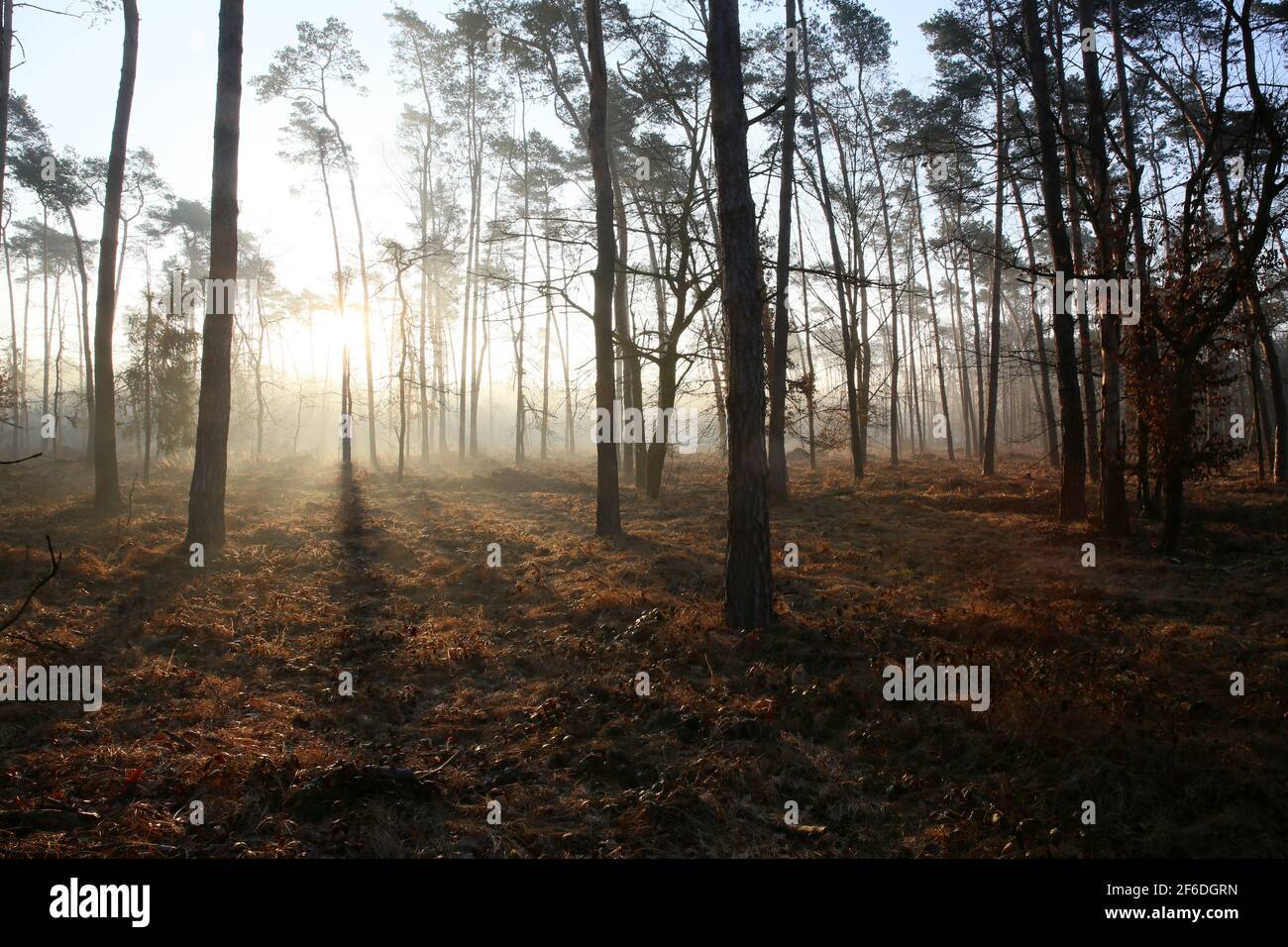 Spring forest illuminated in the back of the morning sun rays among ...