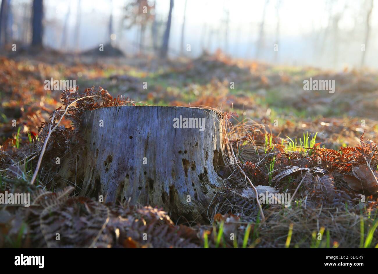 Tree trunk flora in nature hi-res stock photography and images - Alamy