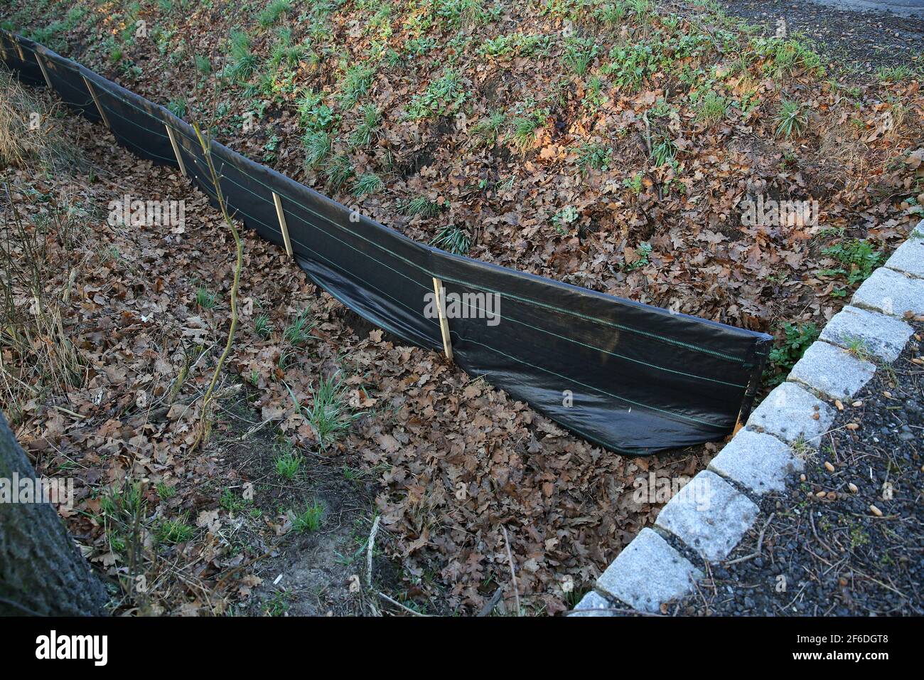 Frog fence hi-res stock photography and images - Alamy