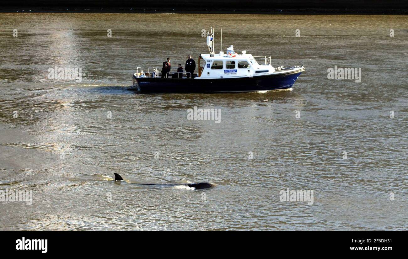 River thames whale hi-res stock photography and images - Alamy