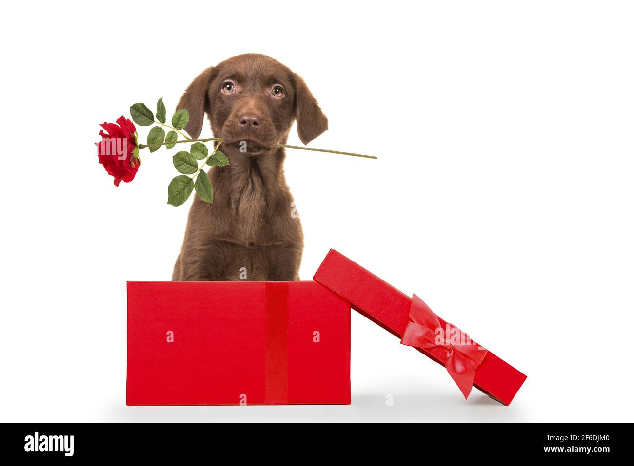 Cute brown labrador retriever puppy holding a red rose in its mouth in ...