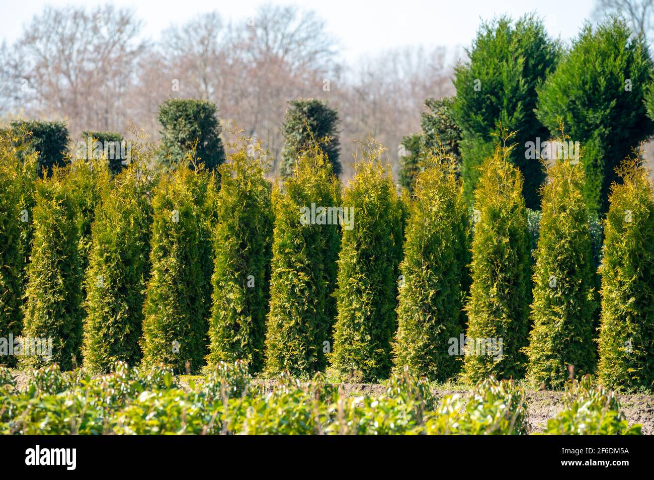 Ornamental trees and plants growing on plantation on tree nursery farm ...
