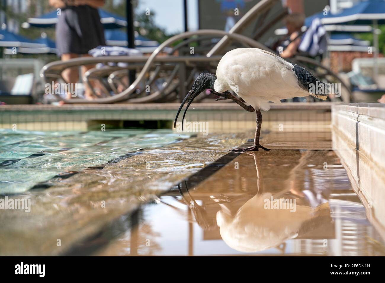 An ibis at the side of a swimming pool contemplates the water Stock ...