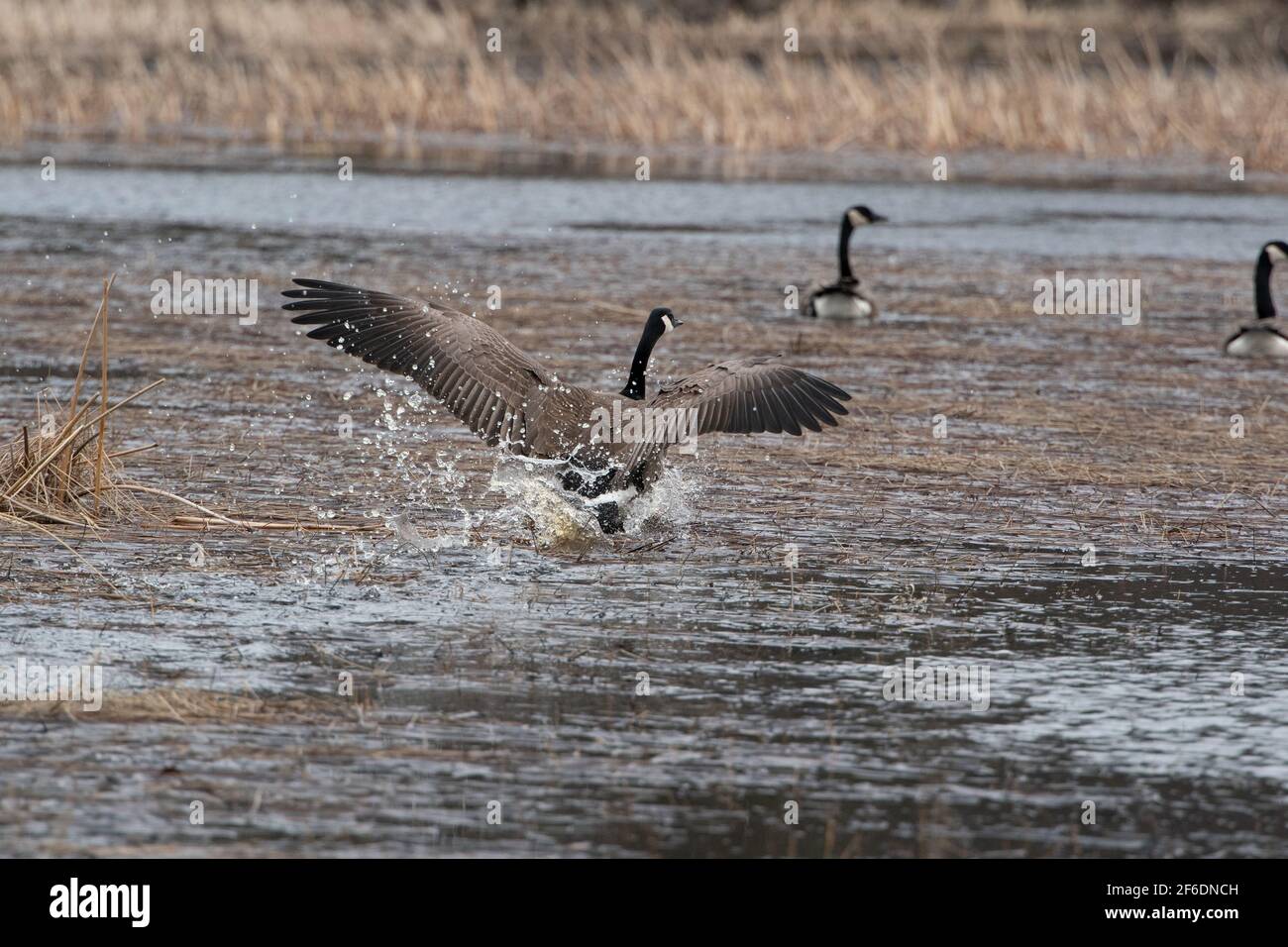 A Canadian Goose takes flight from a marsh in late afternoon on our ...