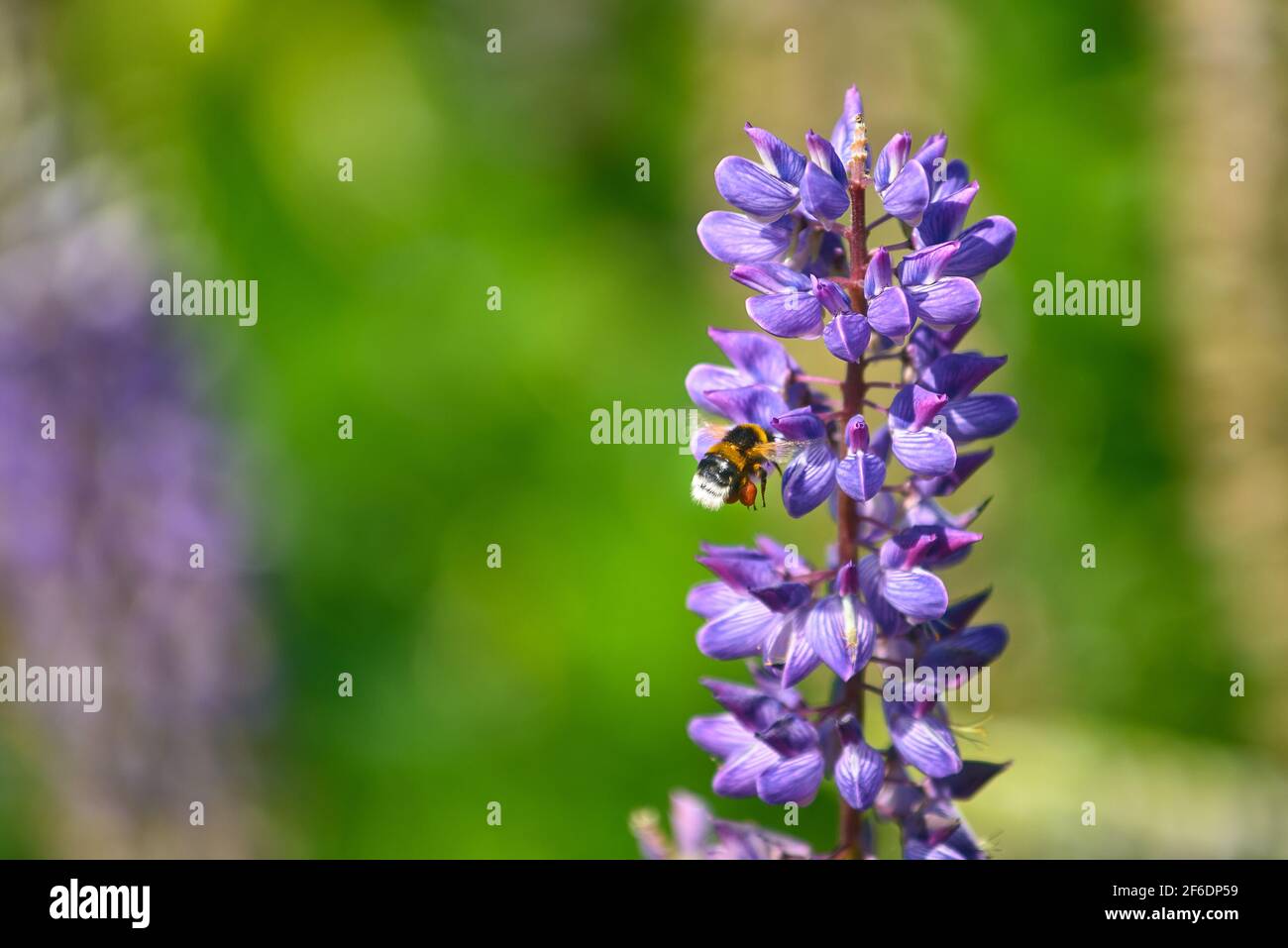 Bee collects nectar lupine hi-res stock photography and images - Alamy