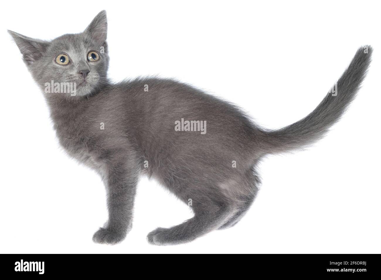 Frightened gray kitten isolated on white background Stock Photo - Alamy