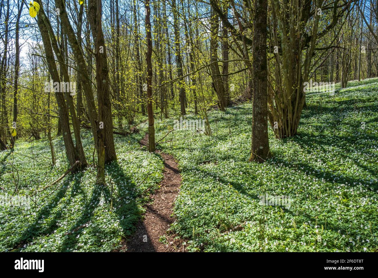 Footpath in a beautiful forest in the spring with spring flowers Stock ...