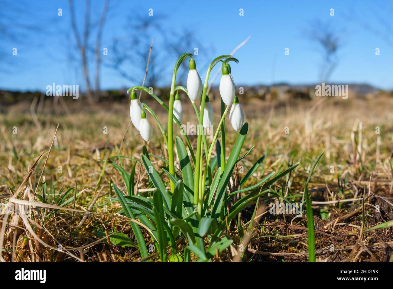 Snowdrops sunshine hi-res stock photography and images - Alamy