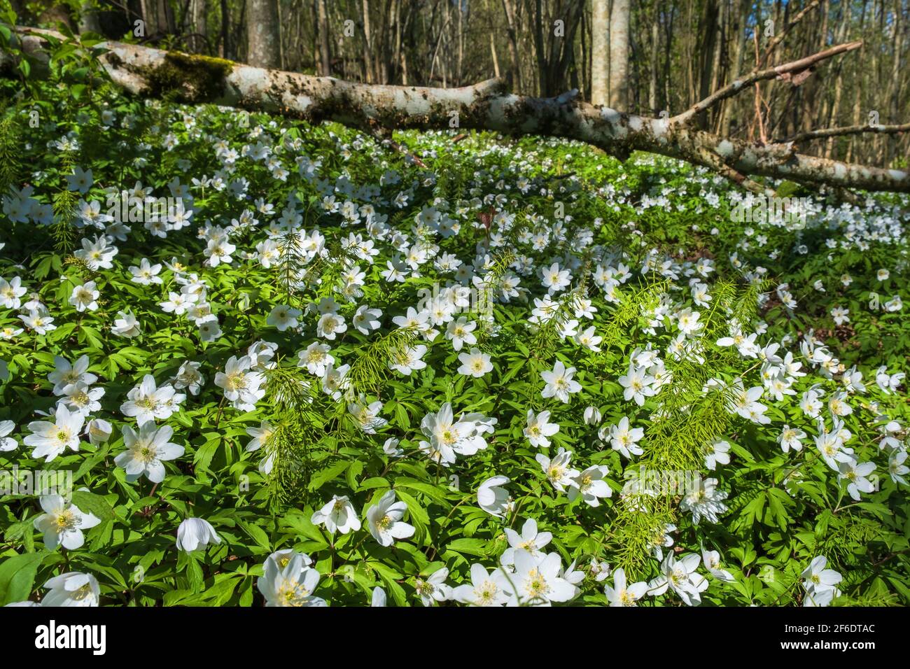 Flowering Wood anemone flowers in a forest at spring Stock Photo - Alamy