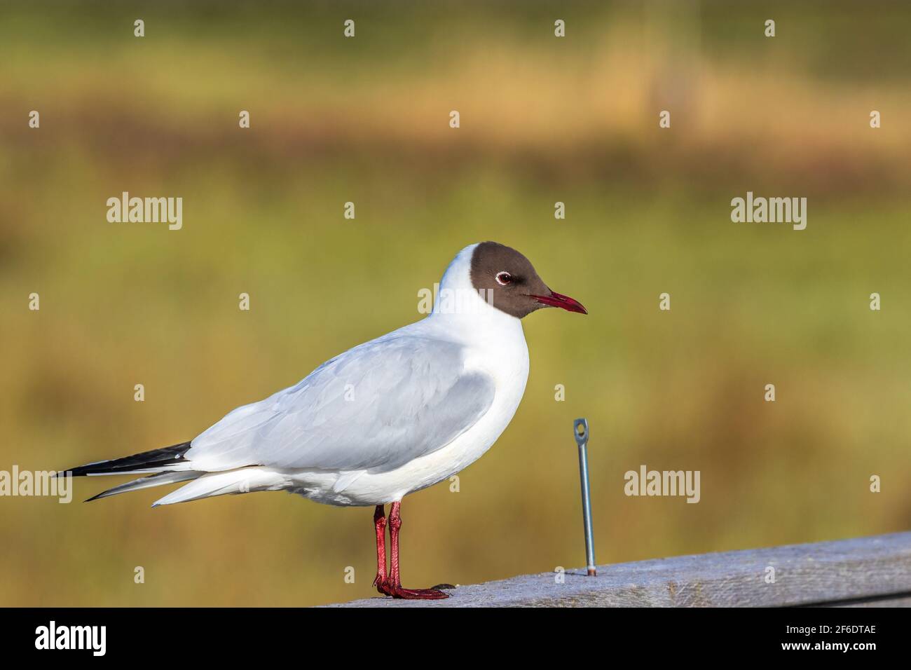 Portrait adult black white hi-res stock photography and images - Alamy