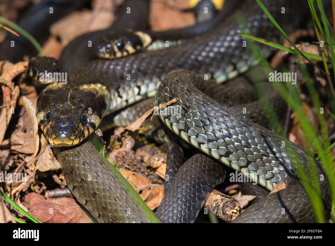 Curled up sunshine hi-res stock photography and images - Alamy