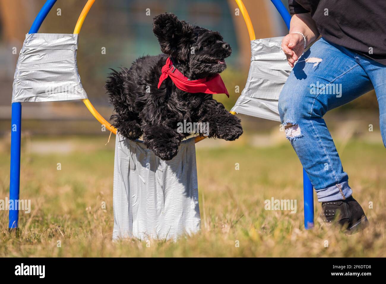 Hanover, Germany. 31st Mar, 2021. American Cocker Spaniel Gil jumps ...