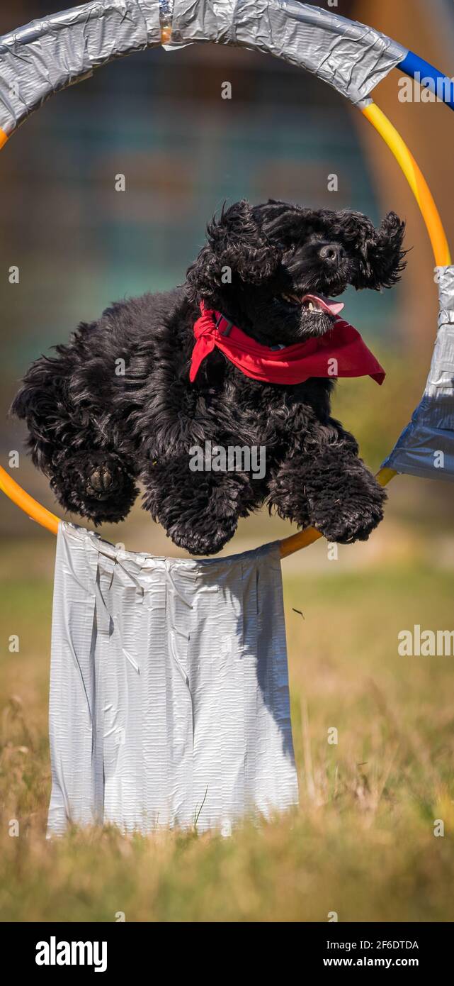 Hanover, Germany. 31st Mar, 2021. American Cocker Spaniel Gil jumps ...