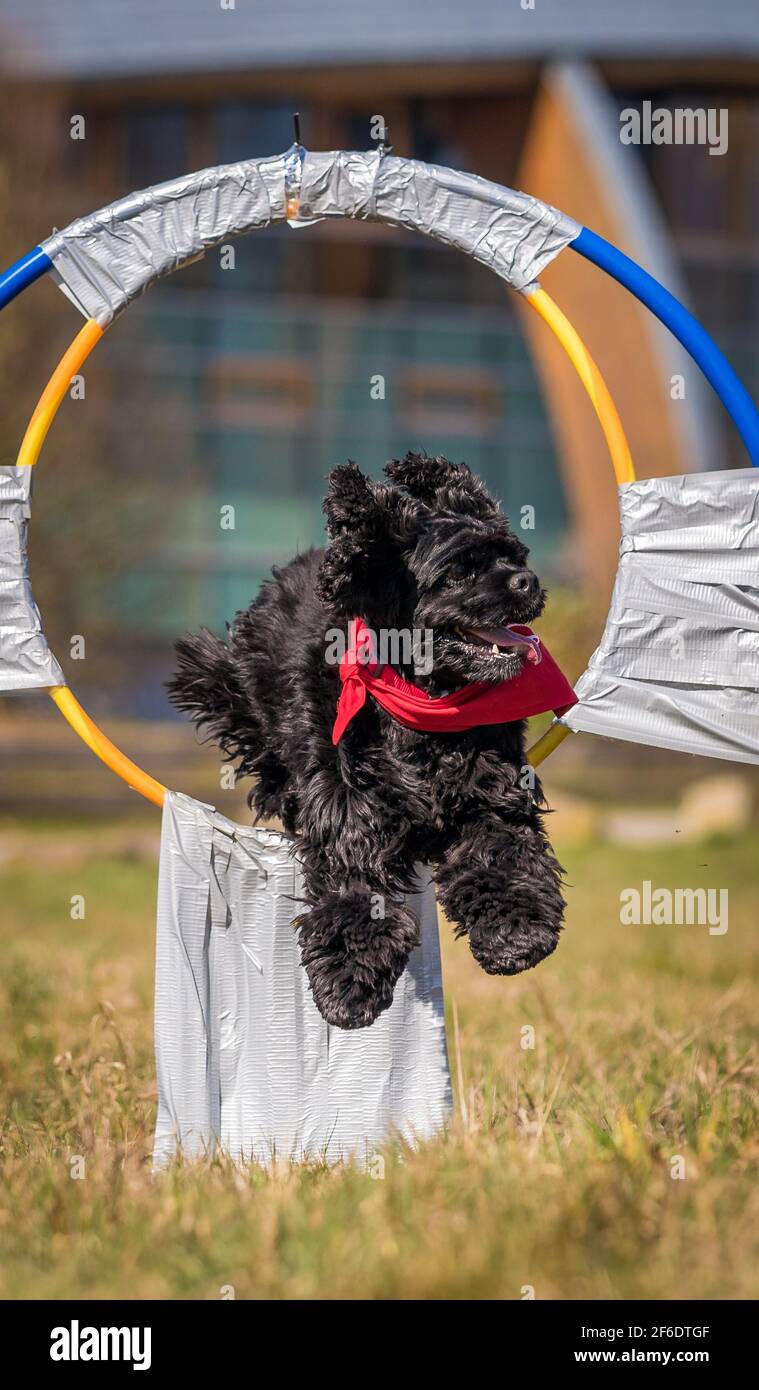 Animal jumping through hoop hi-res stock photography and images - Alamy