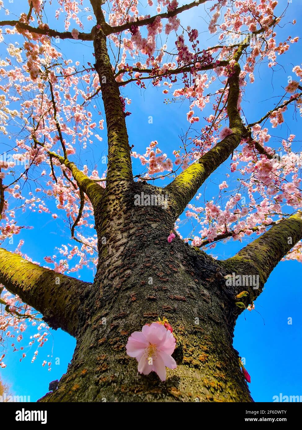 Pink japanese cherry blossom garden in Amsterdam in full bloom ...