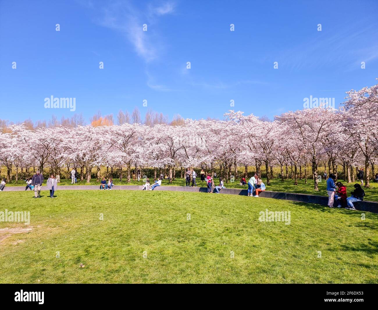 Amsterdam bos cherry blossom hi-res stock photography and images - Alamy