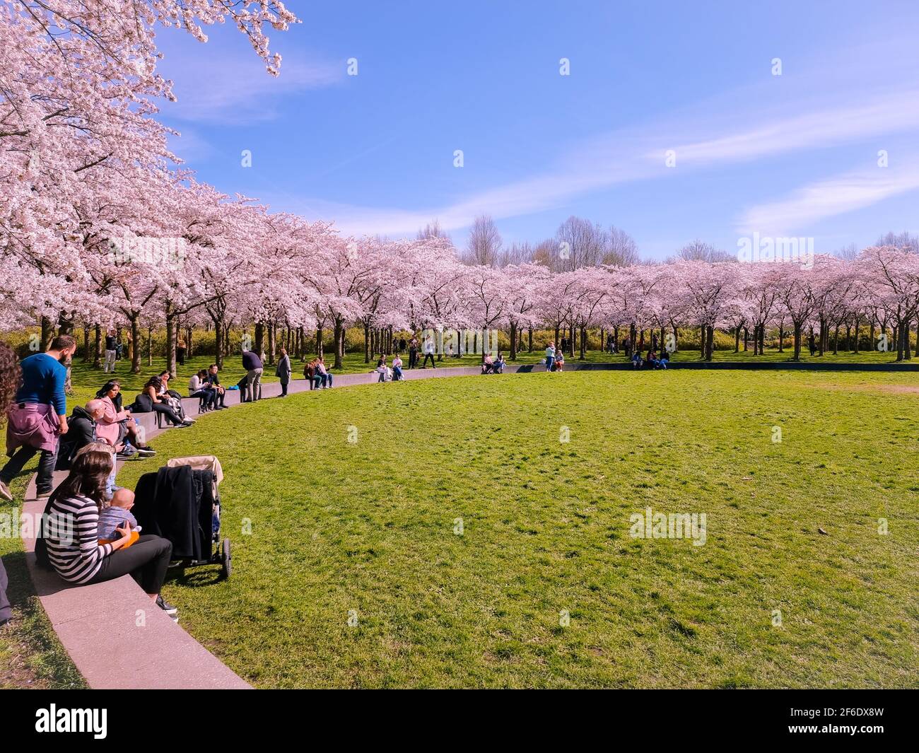 Amsterdam bos cherry blossom hi-res stock photography and images - Alamy