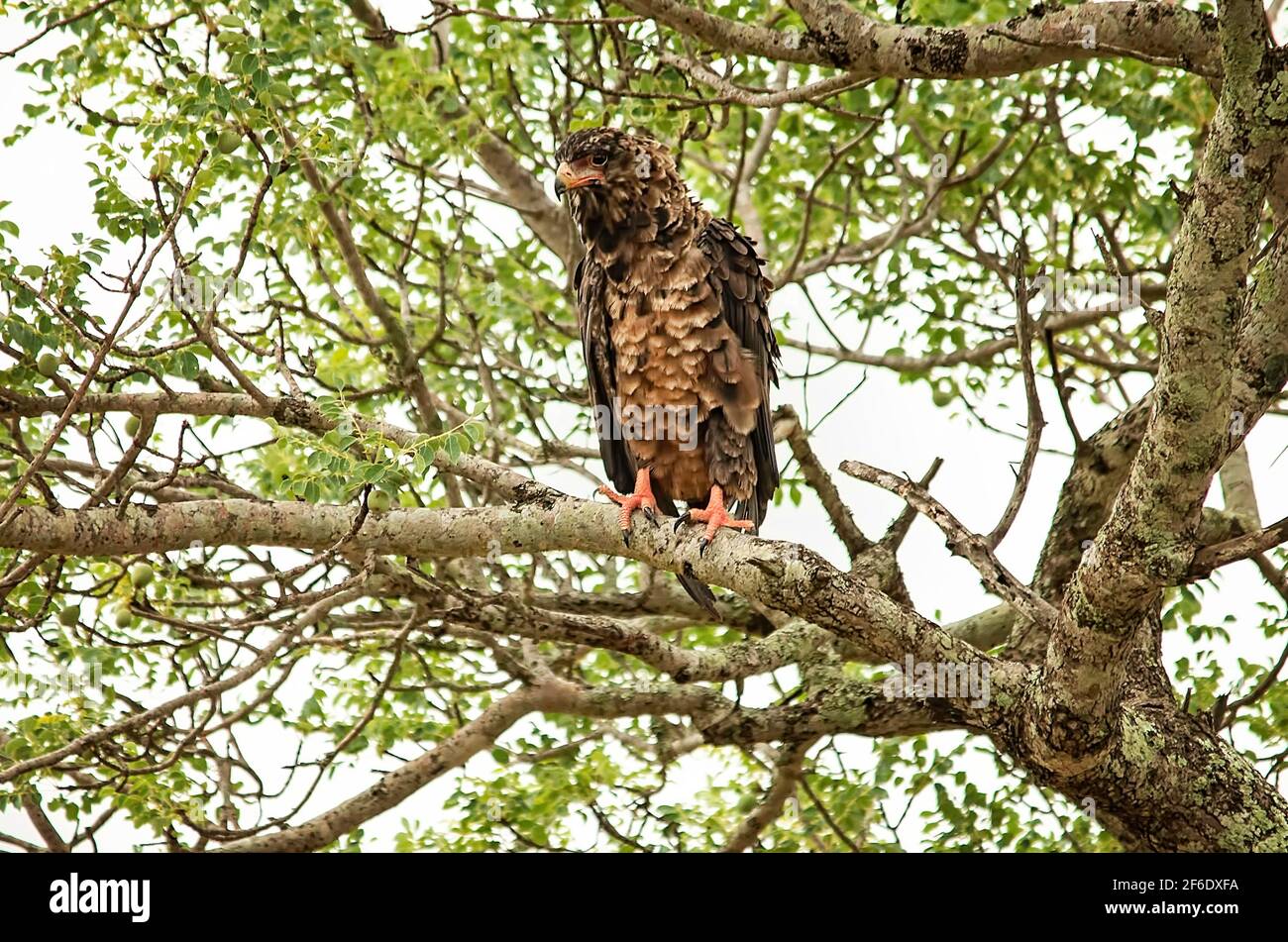Bataleur hi-res stock photography and images - Alamy