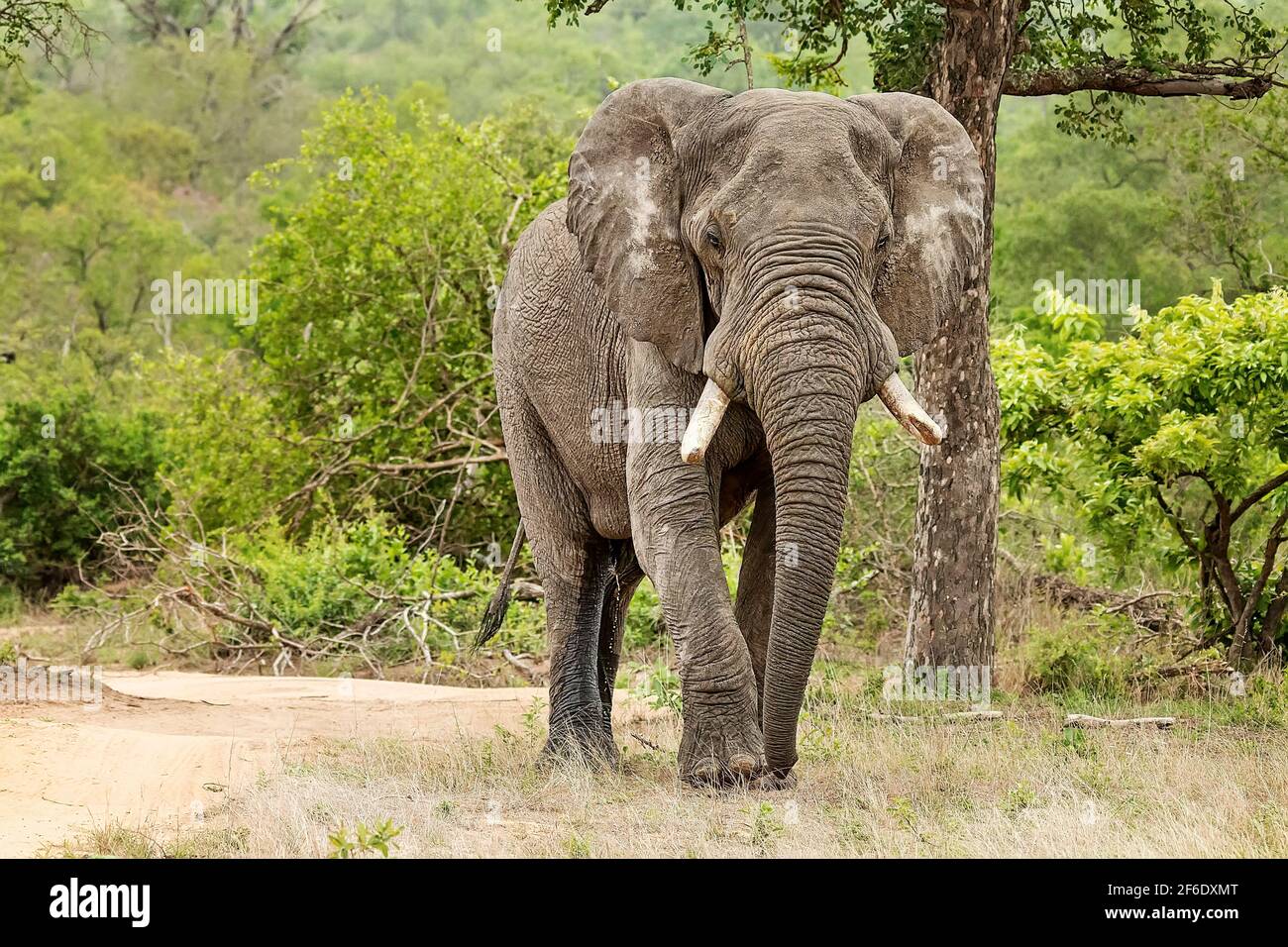 Elephant bull african elephant hi-res stock photography and images - Alamy
