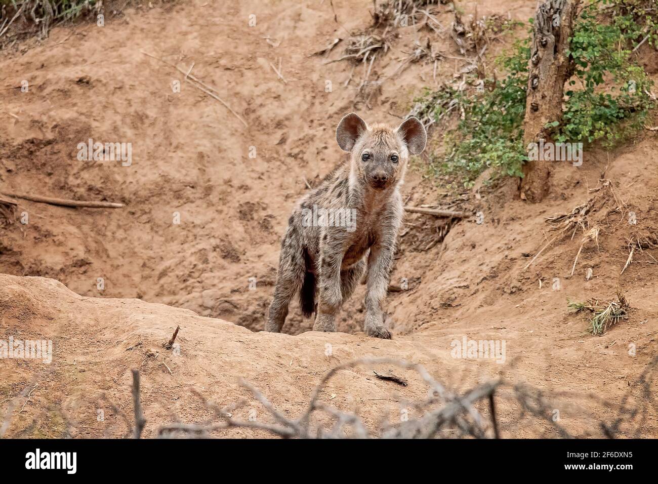 Hyena babies hi-res stock photography and images - Alamy