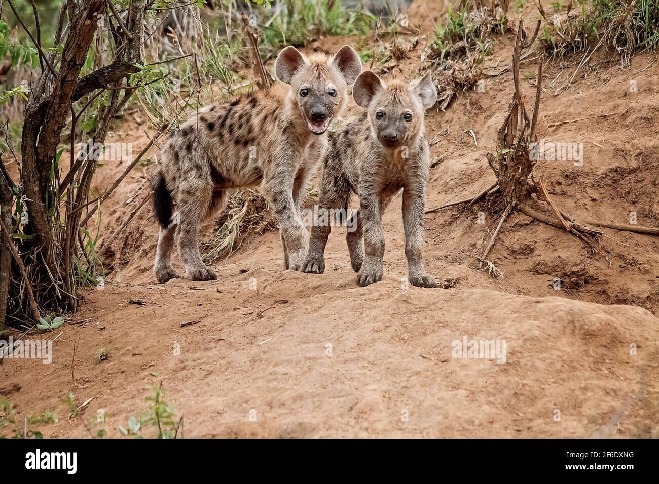Four Hyena Puppies Stock Photo - Alamy