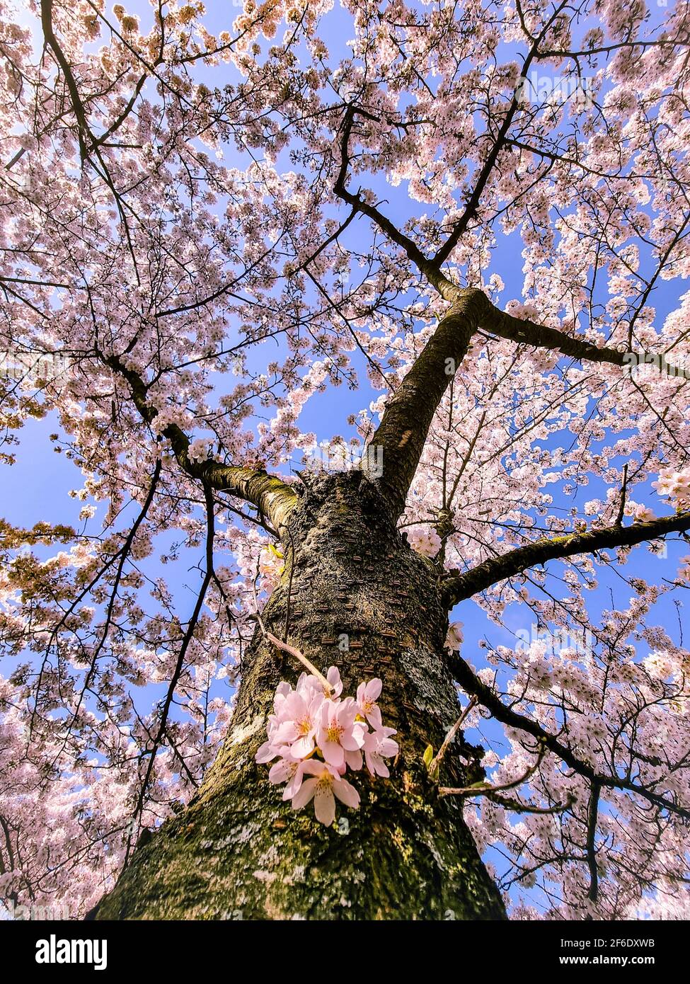 Pink japanese cherry blossom garden in Amsterdam in full bloom ...