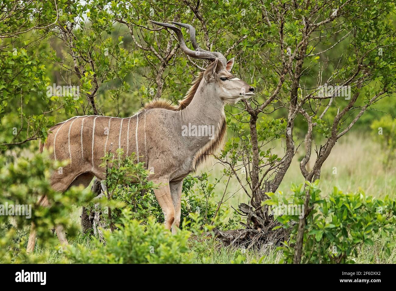 Majestic kudu hi-res stock photography and images - Alamy