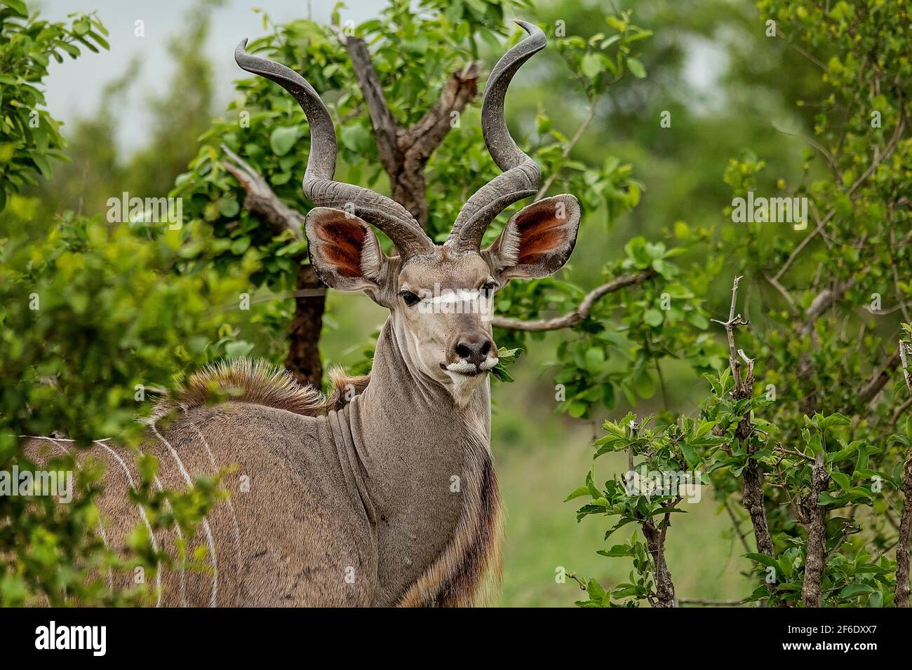 Kudu with horns hi-res stock photography and images - Alamy