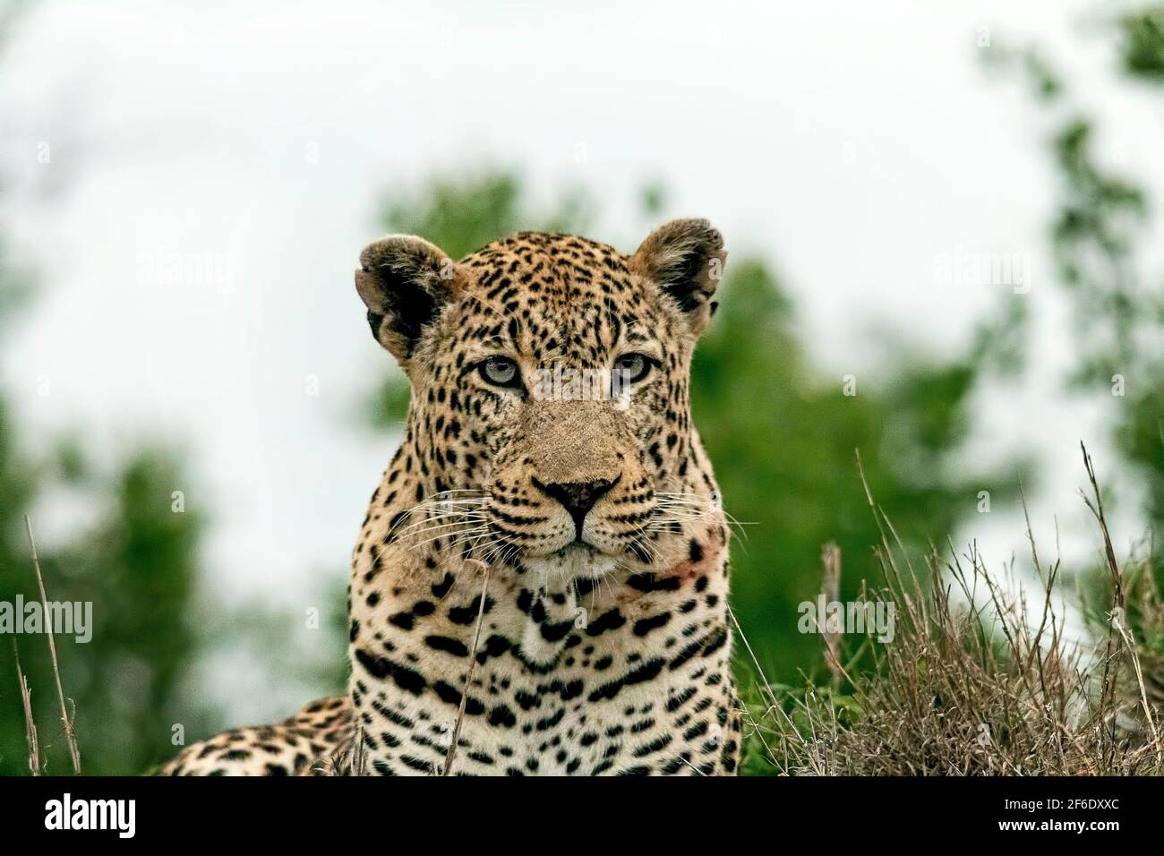 Leopard Looking Forward Stock Photo - Alamy