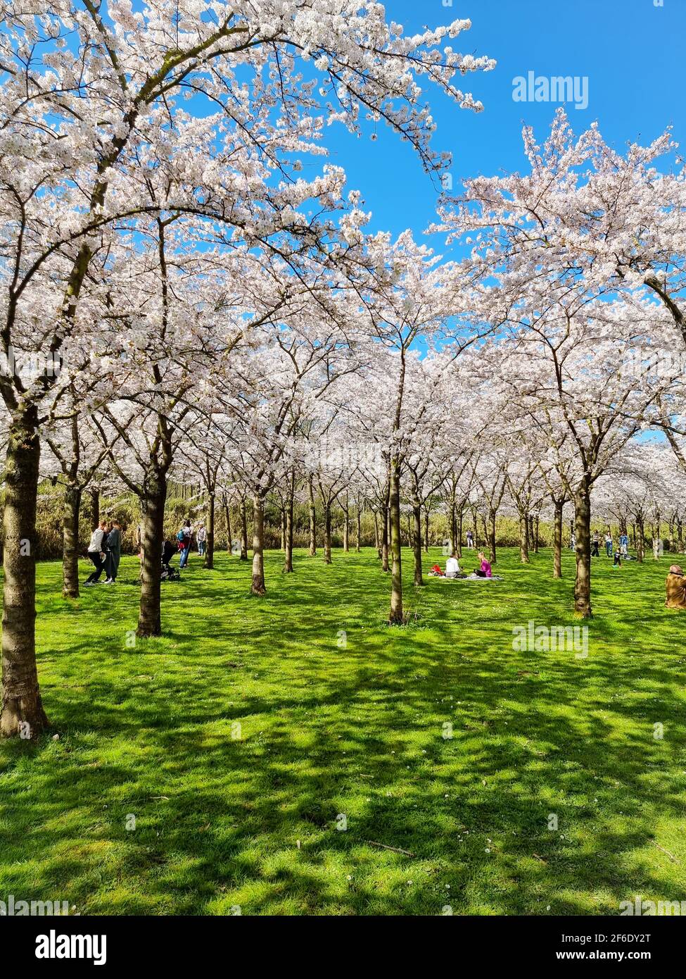 Pink japanese cherry blossom garden in Amsterdam in full bloom ...
