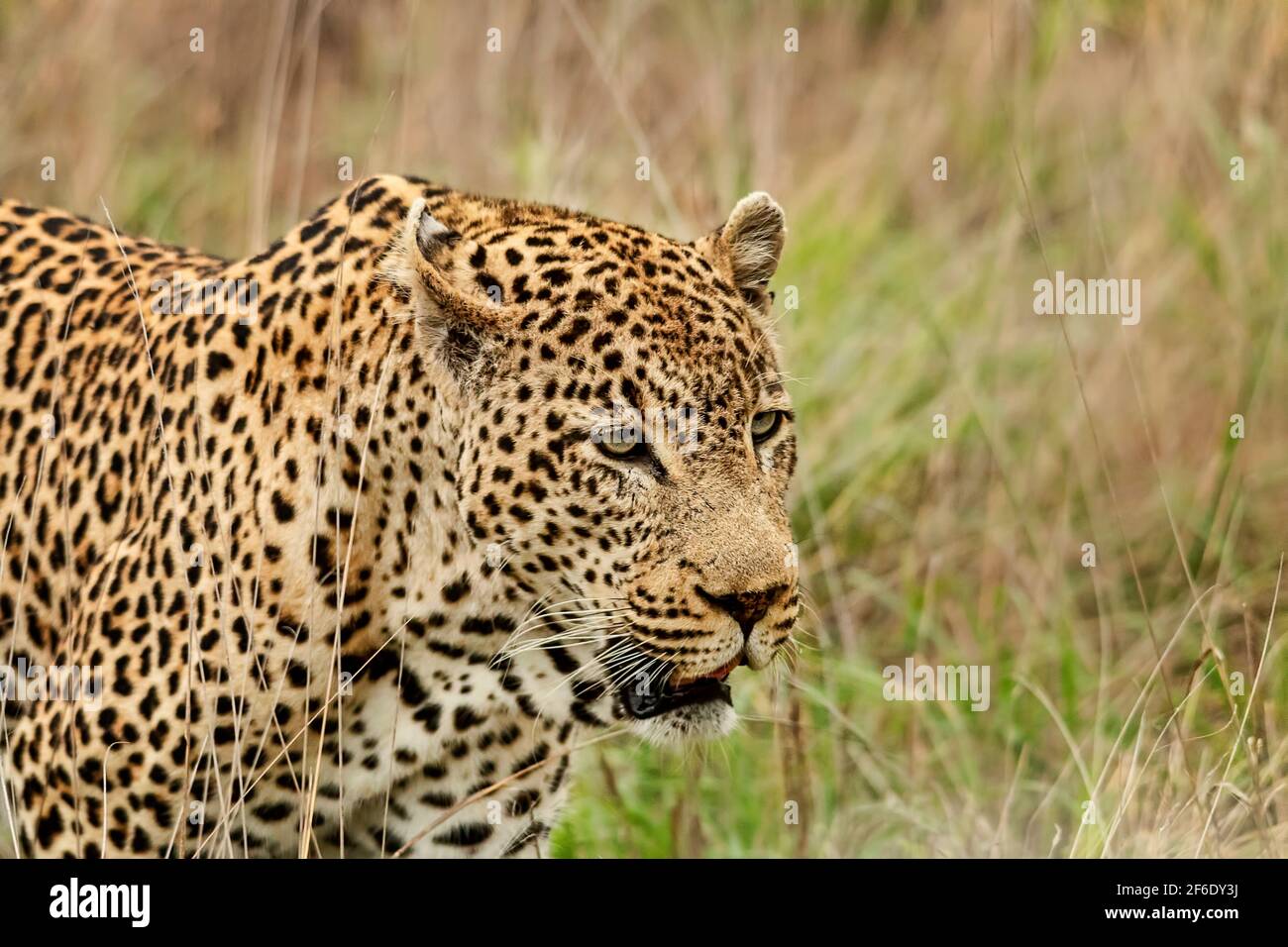 Leopard Up Close Stock Photo - Alamy