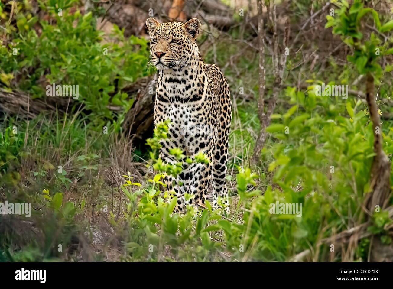 Leopard standing hi-res stock photography and images - Alamy