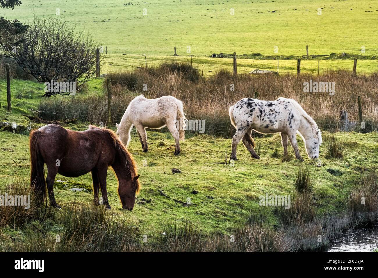 Iconic wild Bodmin Ponies grazing on Bodmin Moor in Cornwall Stock Photo - Alamy