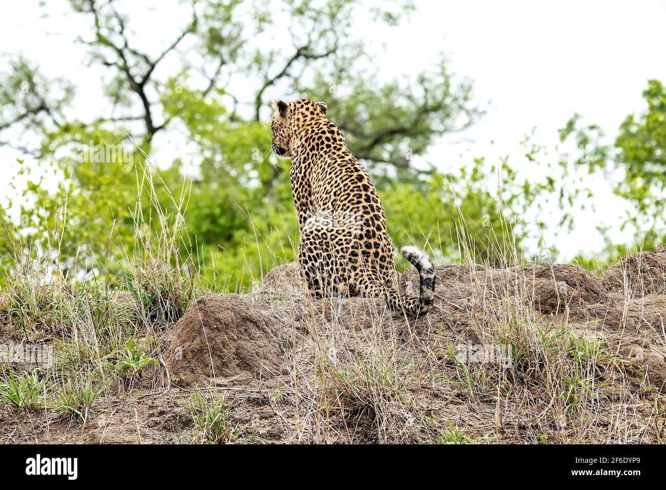 African big cats leopard lookout hi-res stock photography and images ...