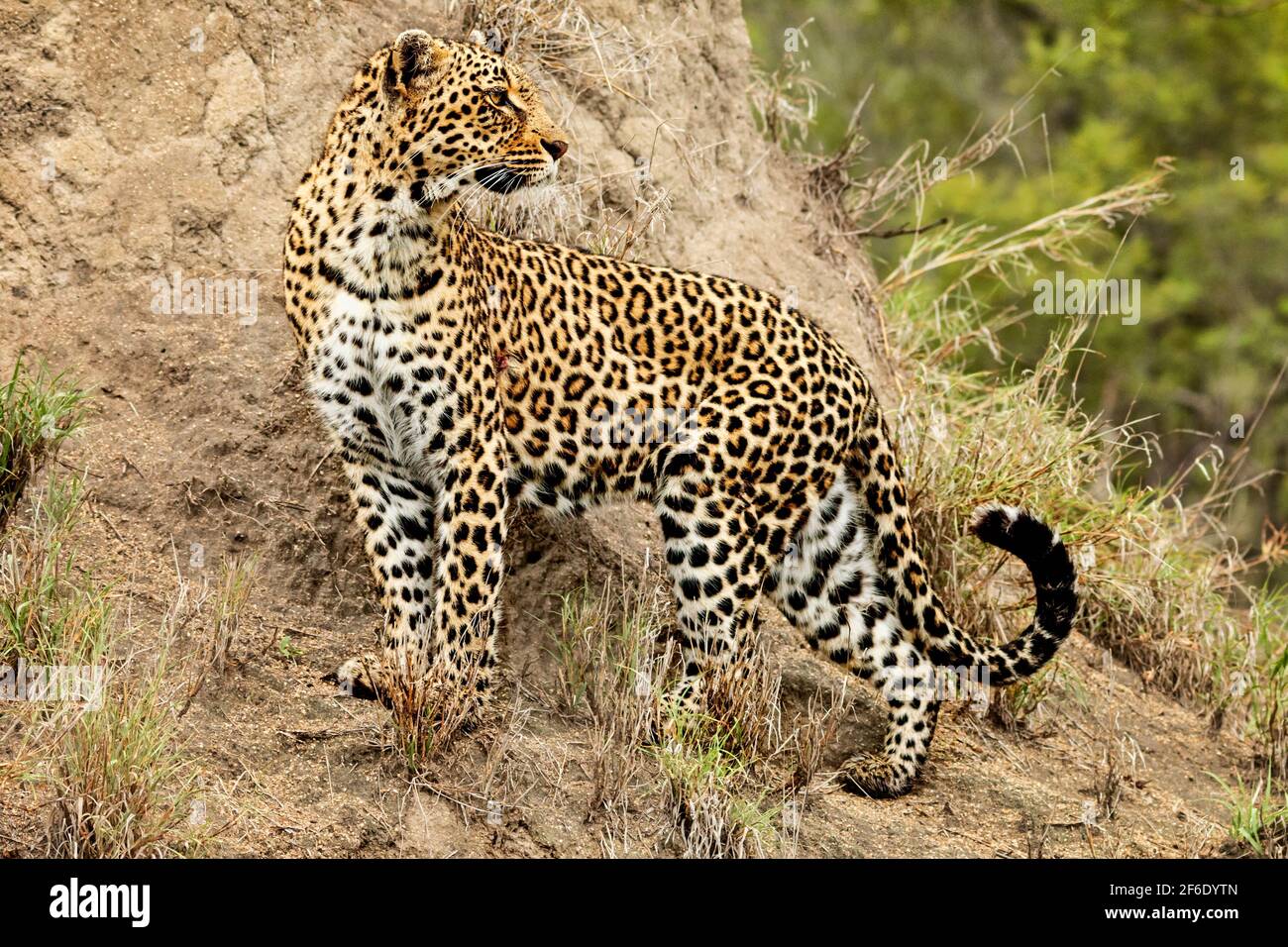Leopard looking on hi-res stock photography and images - Alamy