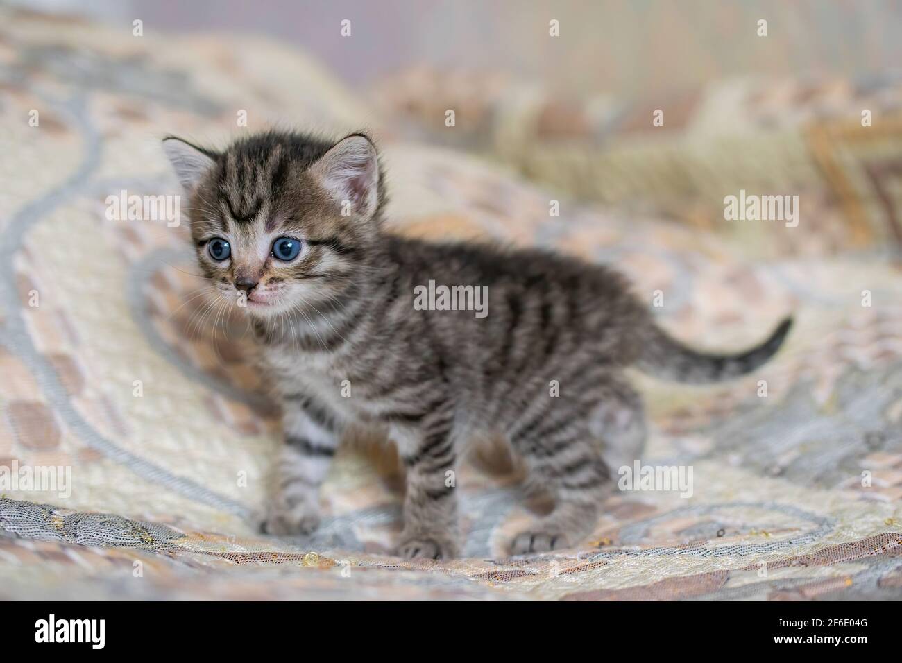 Little tabby domestic kitten at home on a plaid Stock Photo - Alamy