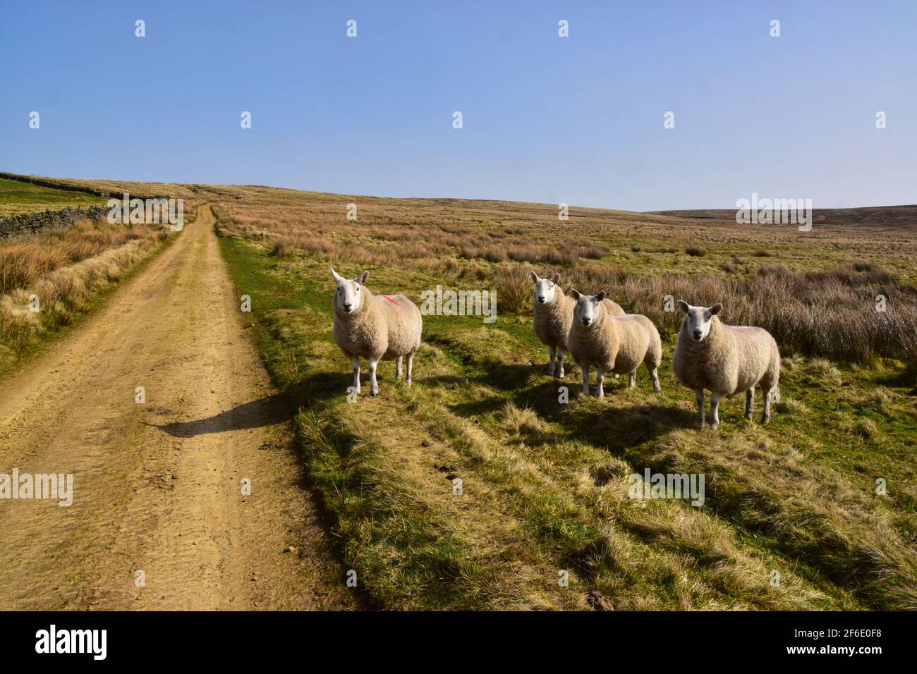 Sheep on the Haworth Old Road, Pennines, Yorkshire Stock Photo - Alamy