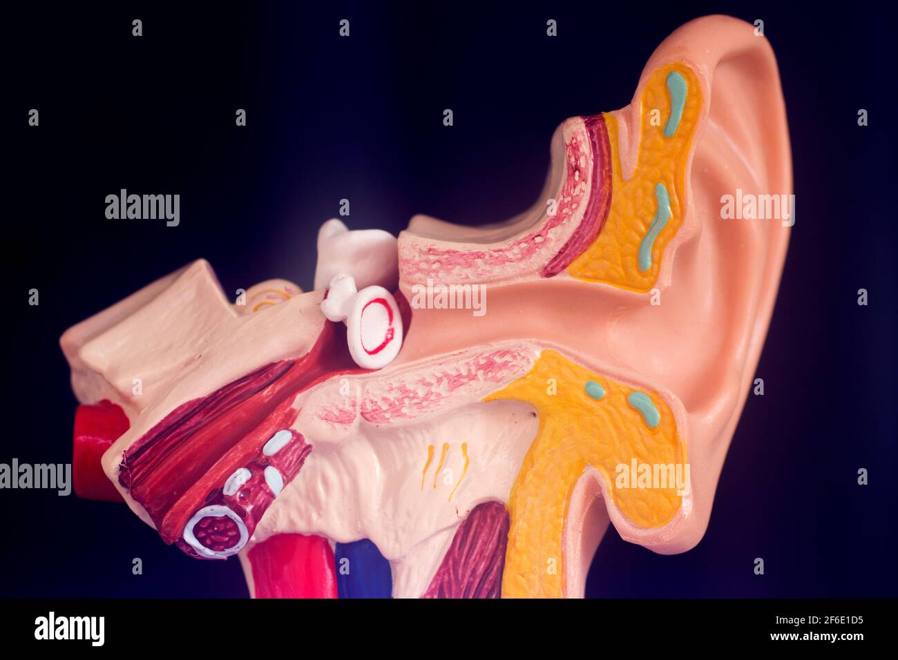 Hearing ear medical teaching model Stock Photo - Alamy