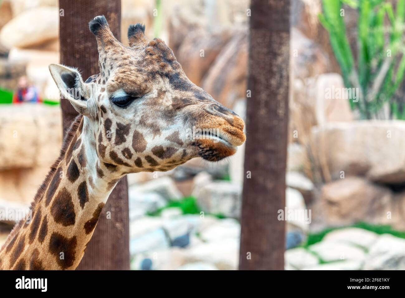 Portrait of giraffe in the zoo . Funny animal face Stock Photo - Alamy