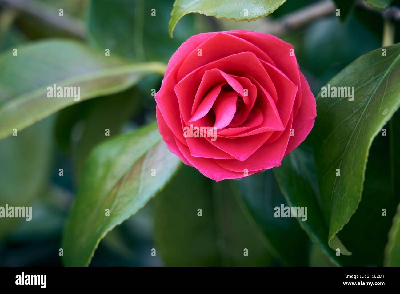 Close up camelia hi-res stock photography and images - Alamy